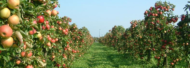 Meyve Bahçesinde "Anahtar Teslimi" Dönemi